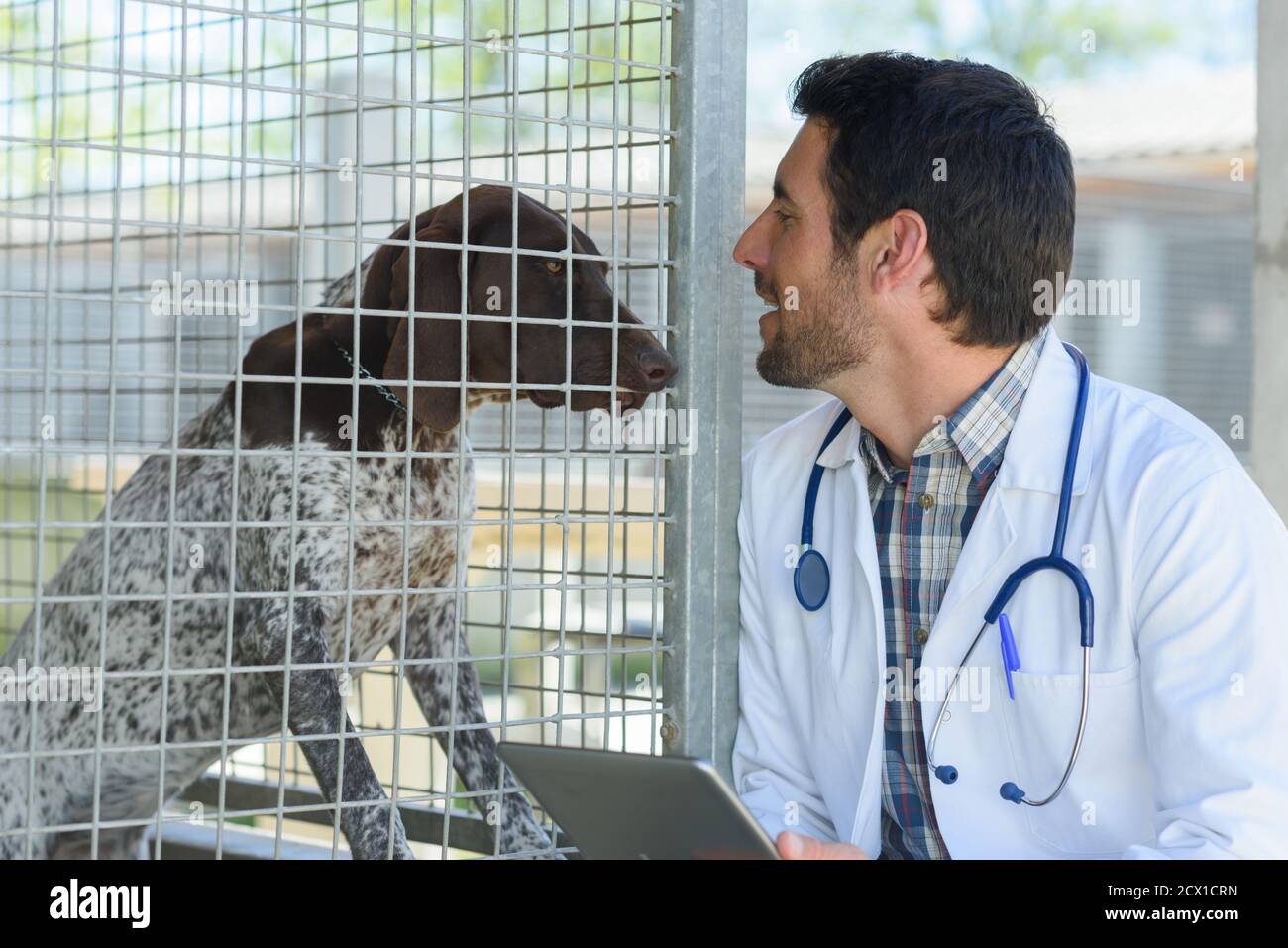 portrait of veterinary assistant with dog Stock Photo - Alamy