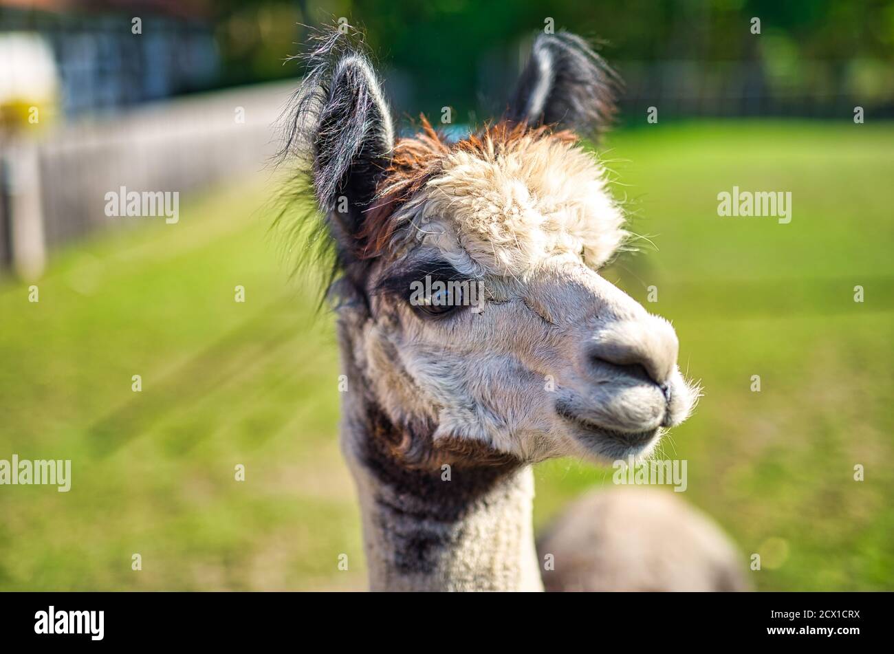 A close up of a alpaca standing on top of a lush green field Stock ...