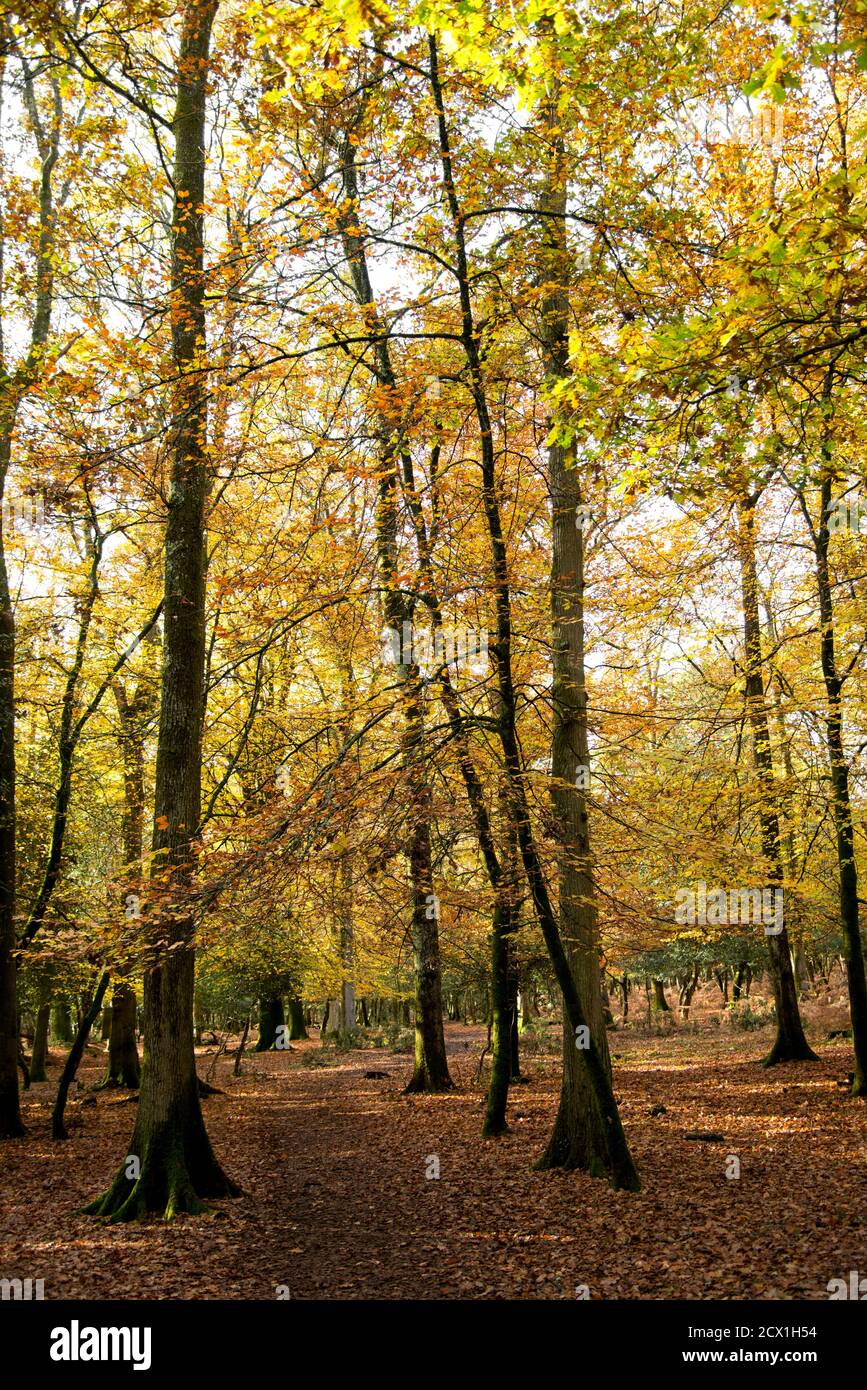 Autumn colour in The New Forest in Hampshire Stock Photo - Alamy