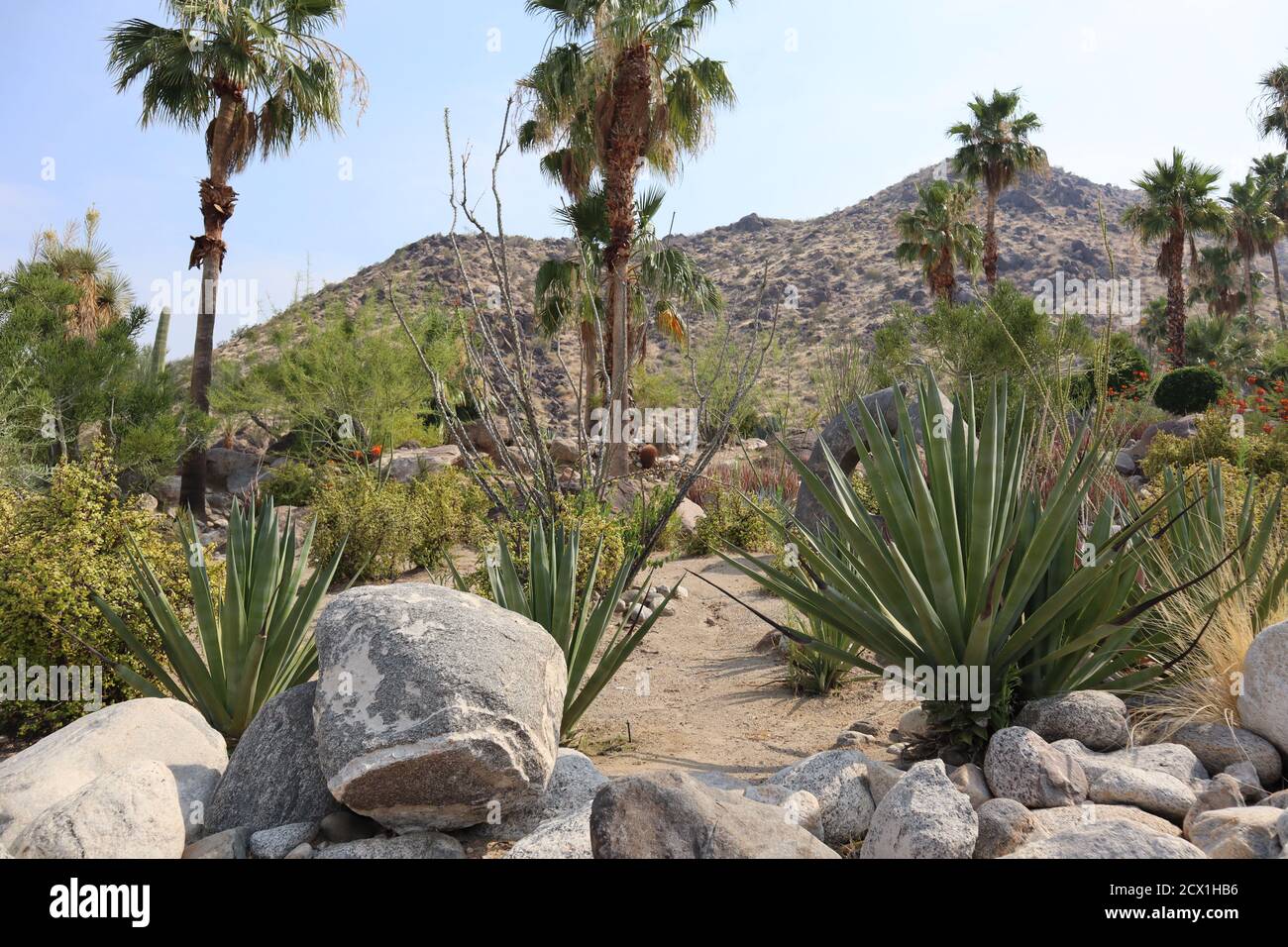View of a desert landscape with agave tequilana and palm trees with a ...