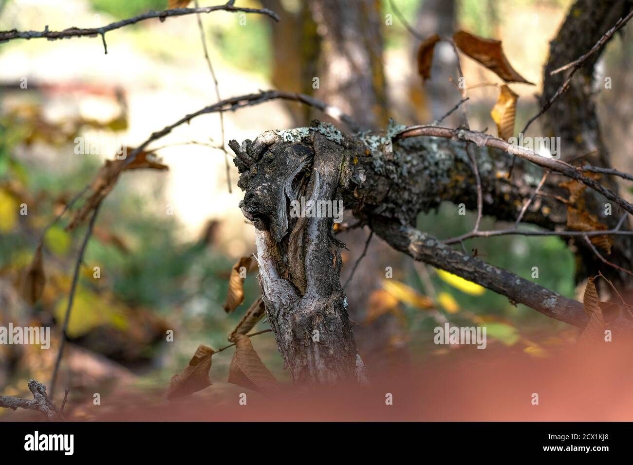 Curved tree branch hi-res stock photography and images - Alamy