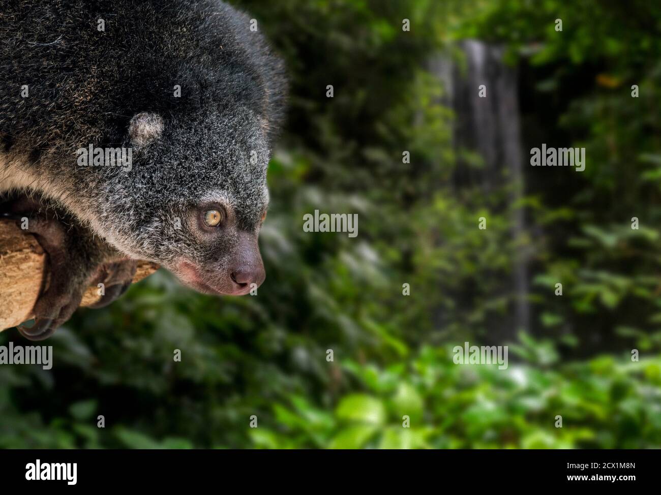 Sulawesi ailurops ursinus hi-res stock photography and images - Alamy
