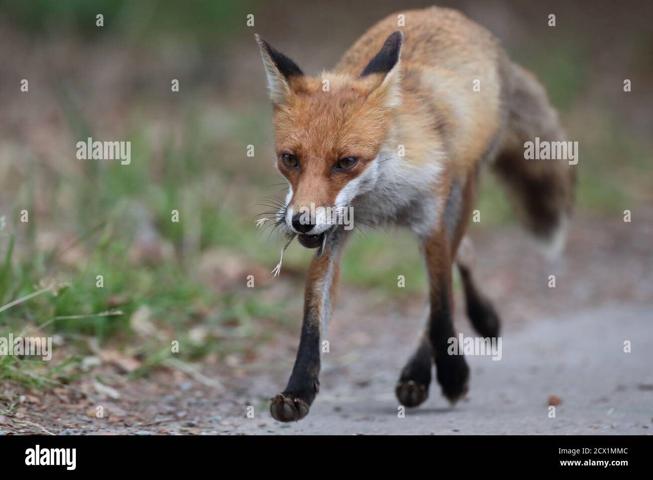 red fox (Vulpes vulpes) after the hunt with a captured bird Germany ...