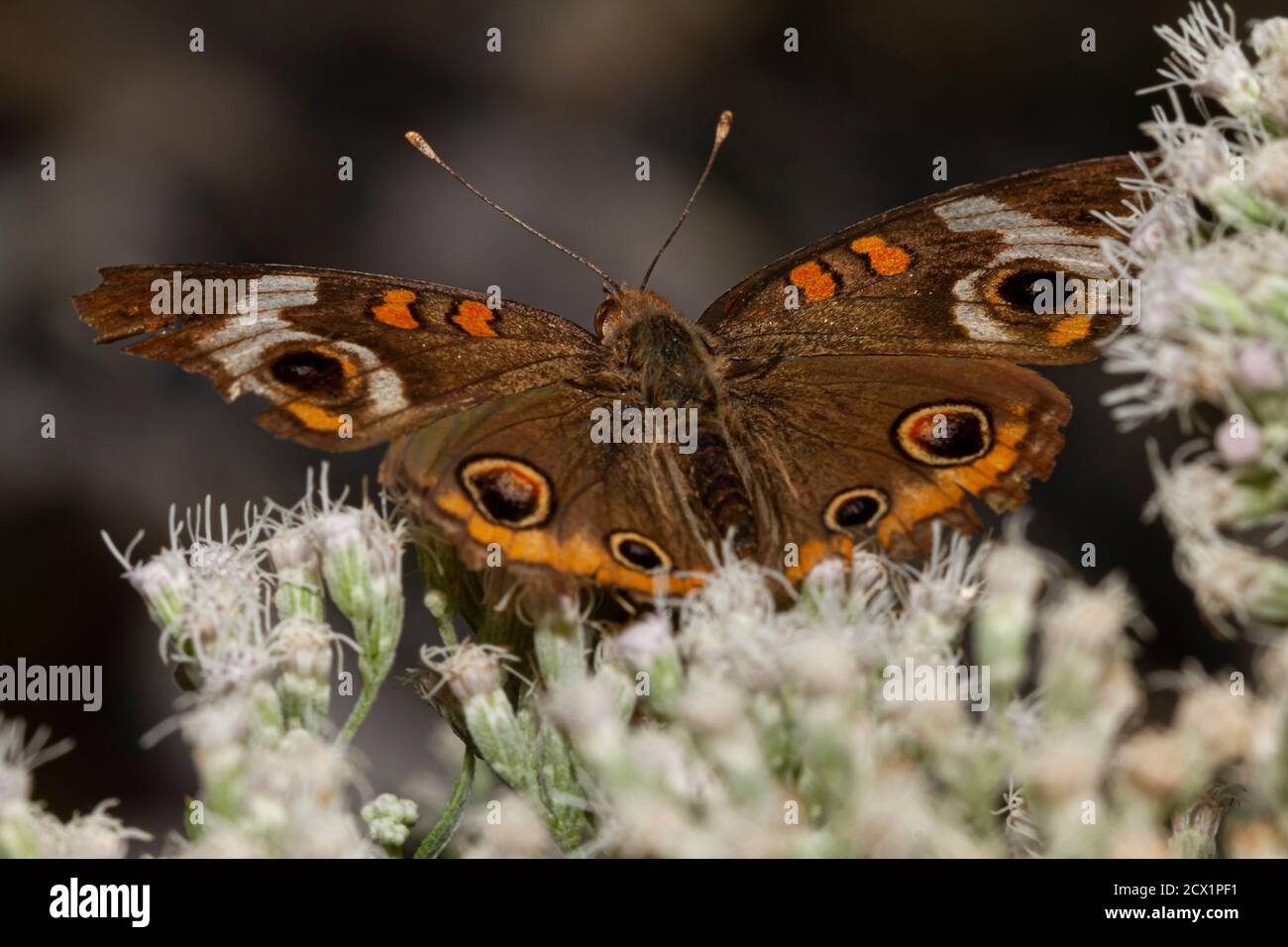 close up macro lens image of a common buckeye butterfly (junonia coenia ...