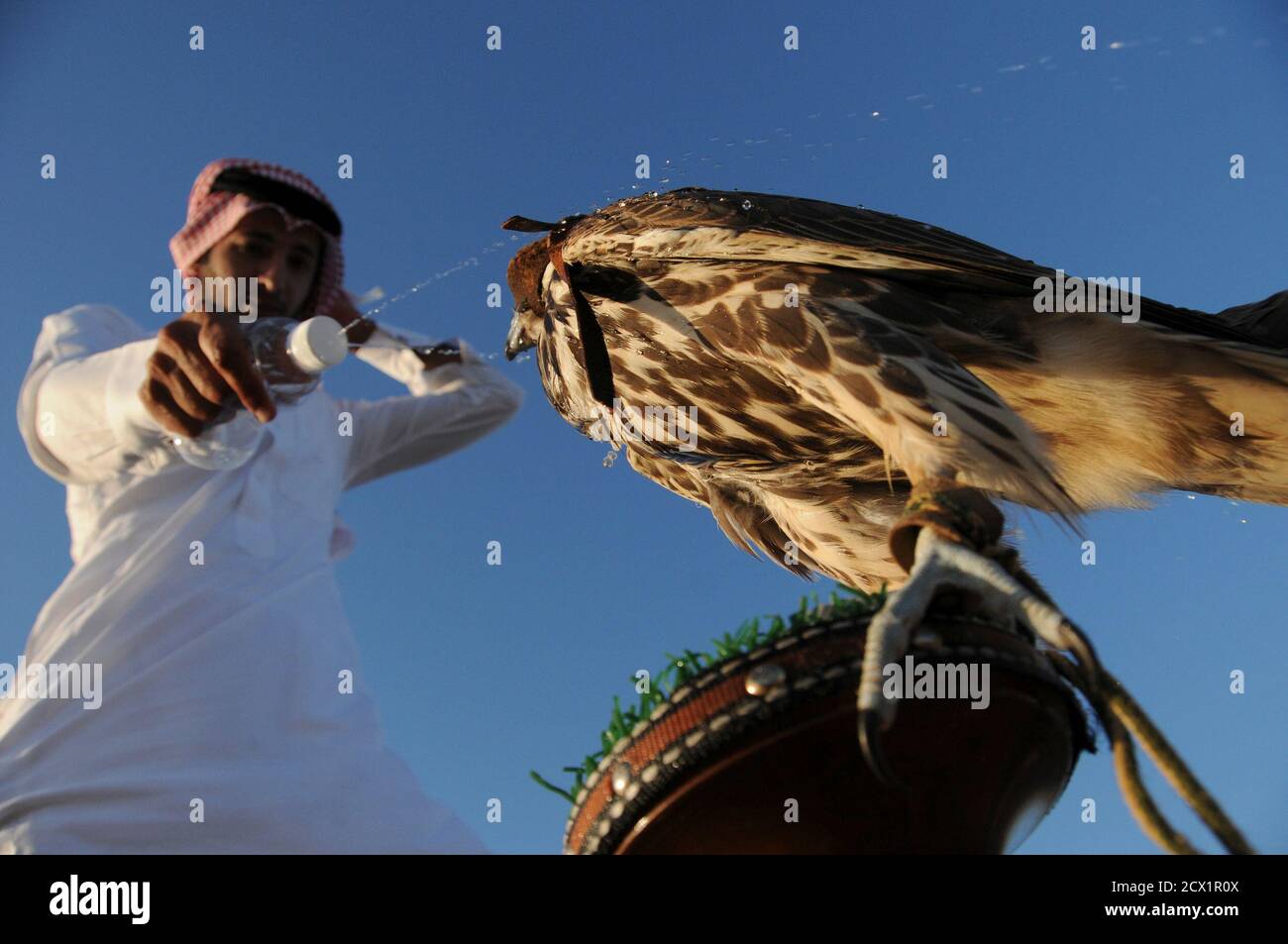 Bedouin falcon hi-res stock photography and images - Alamy