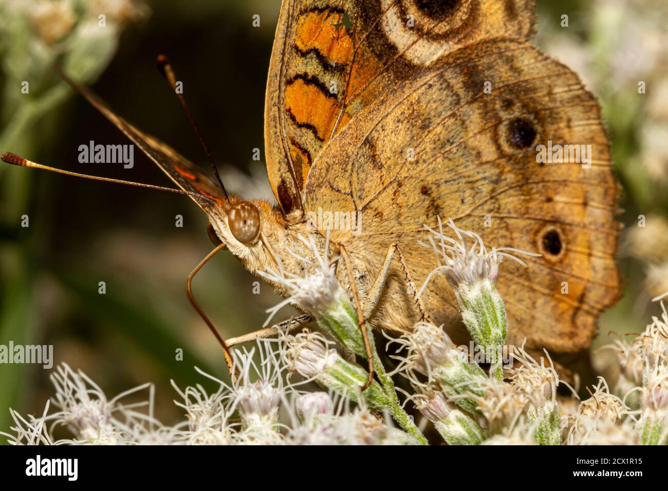 close up macro lens image of a common buckeye butterfly (junonia coenia ...