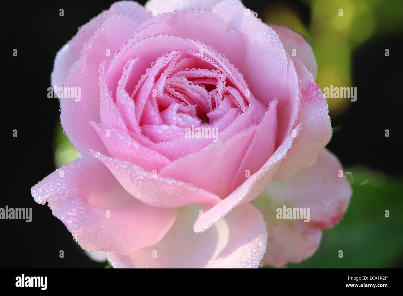 Pink rose dew hi-res stock photography and images - Alamy