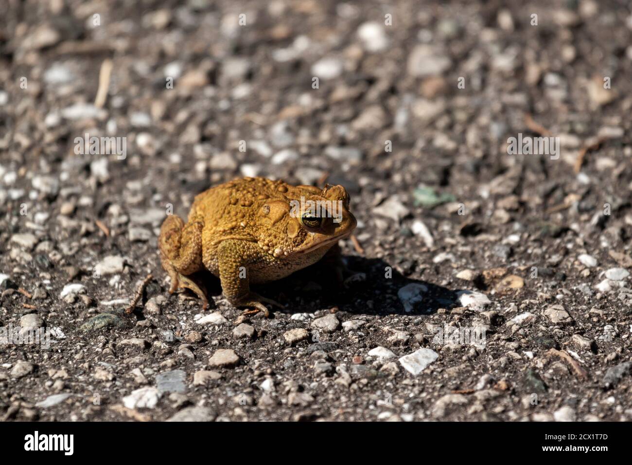 Wart toad skin hi-res stock photography and images - Alamy