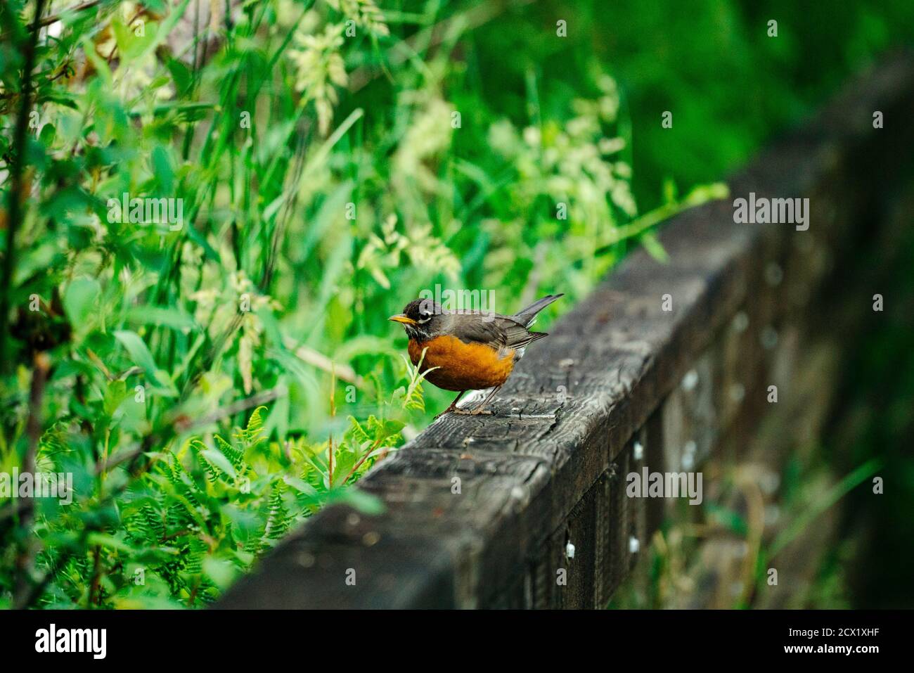 Robin in vegetation hi-res stock photography and images - Alamy