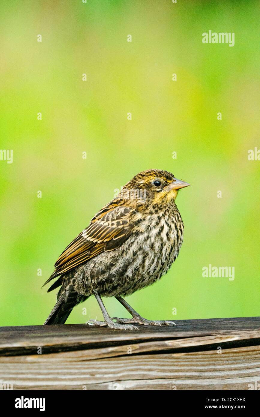 Closeup side view of a sparrow bird standing on a railing Stock Photo ...