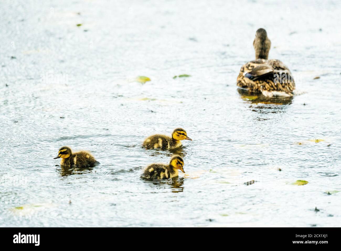 Wide angle view of three ducklings following a mother duck Stock Photo ...