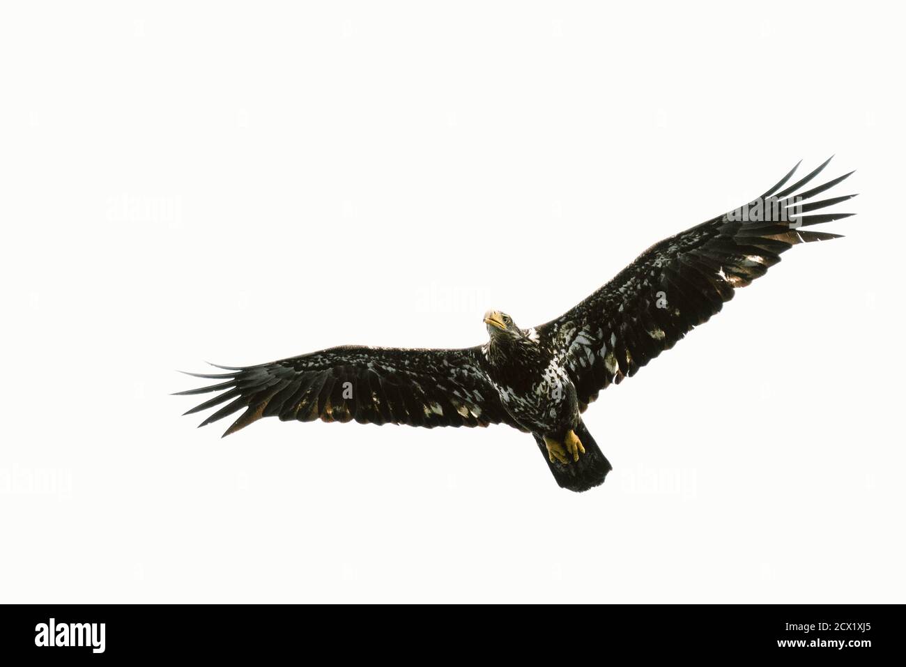 Across states Cut Out Stock Images & Pictures - Alamy