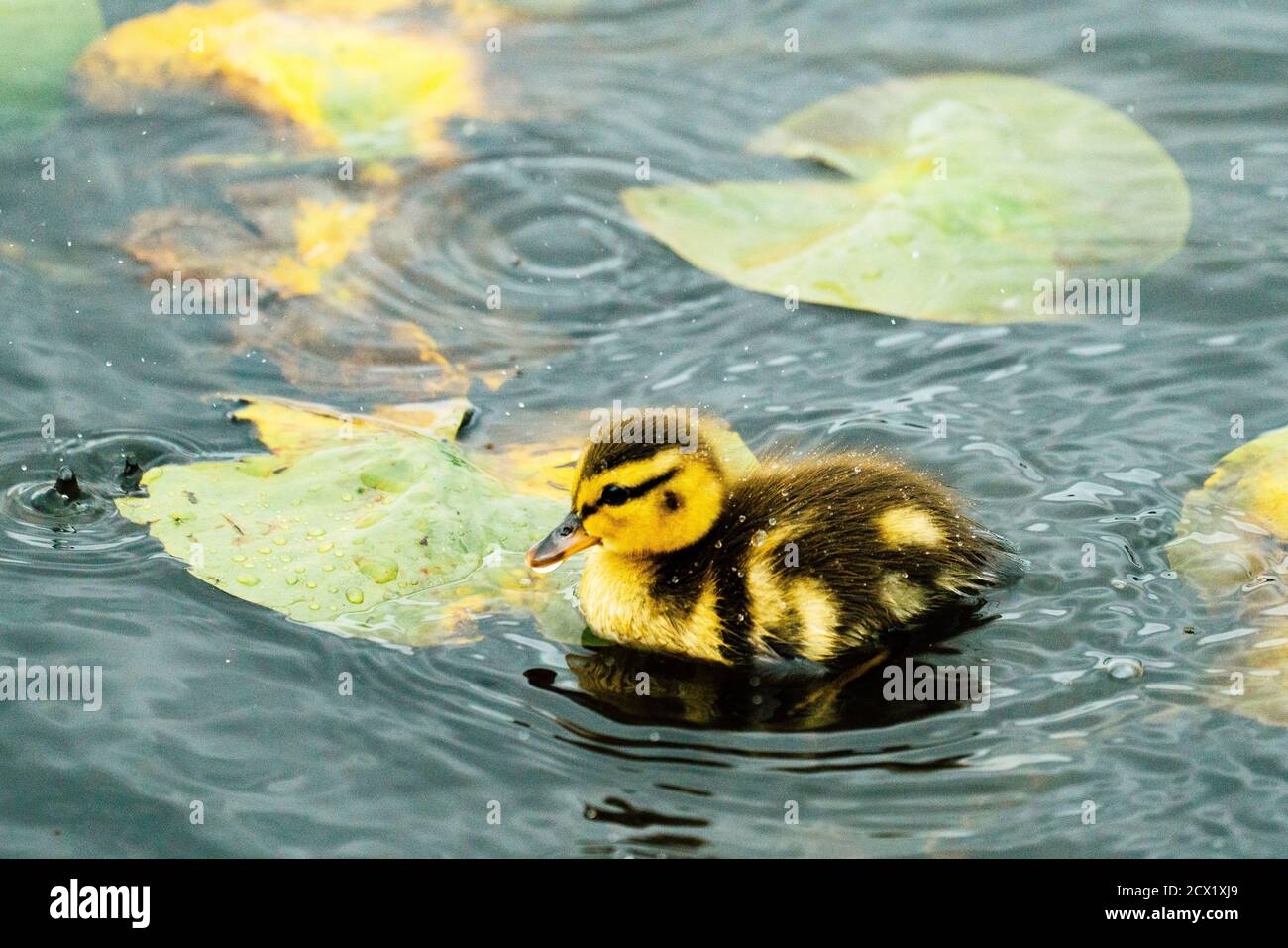 Closeup side view of a baby duckling swimming on a pond Stock Photo - Alamy