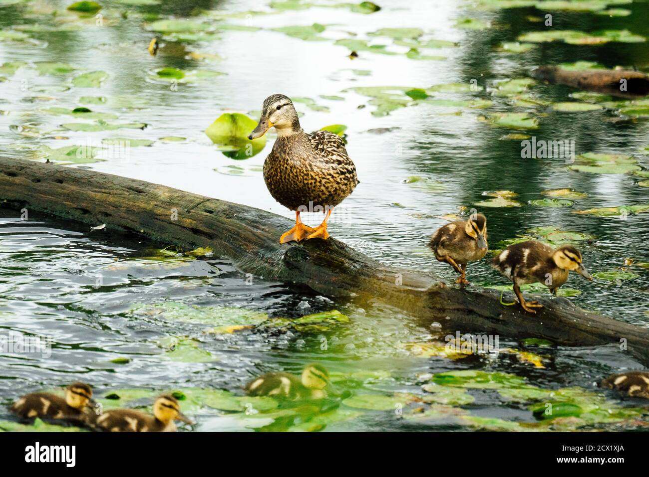 A female duck with two ducklings standing on a log in a pond Stock ...