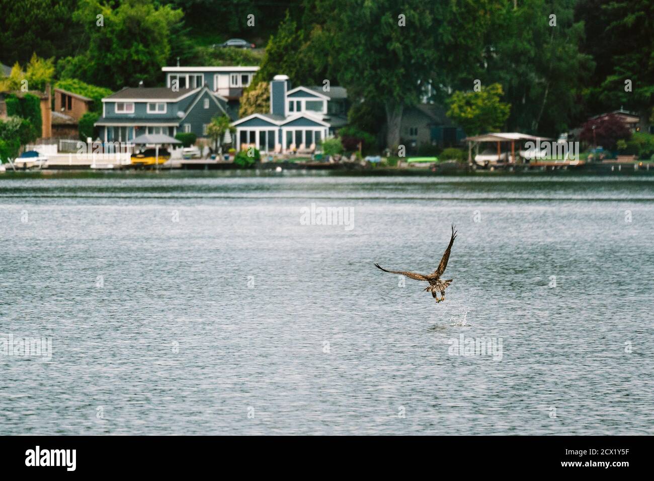 View from behind of a bald eagle grabbing a fish off the water Stock ...