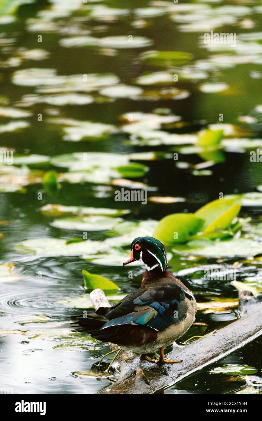 View from behind of an adult wood duck standing on a log in a pond ...