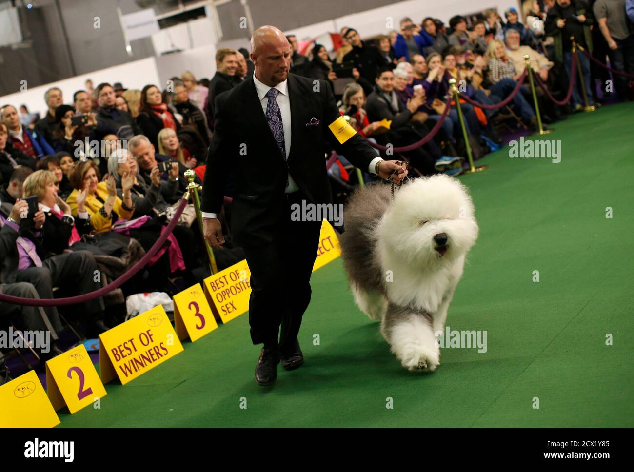 Old english sheepdog herding sheep hi-res stock photography and images ...