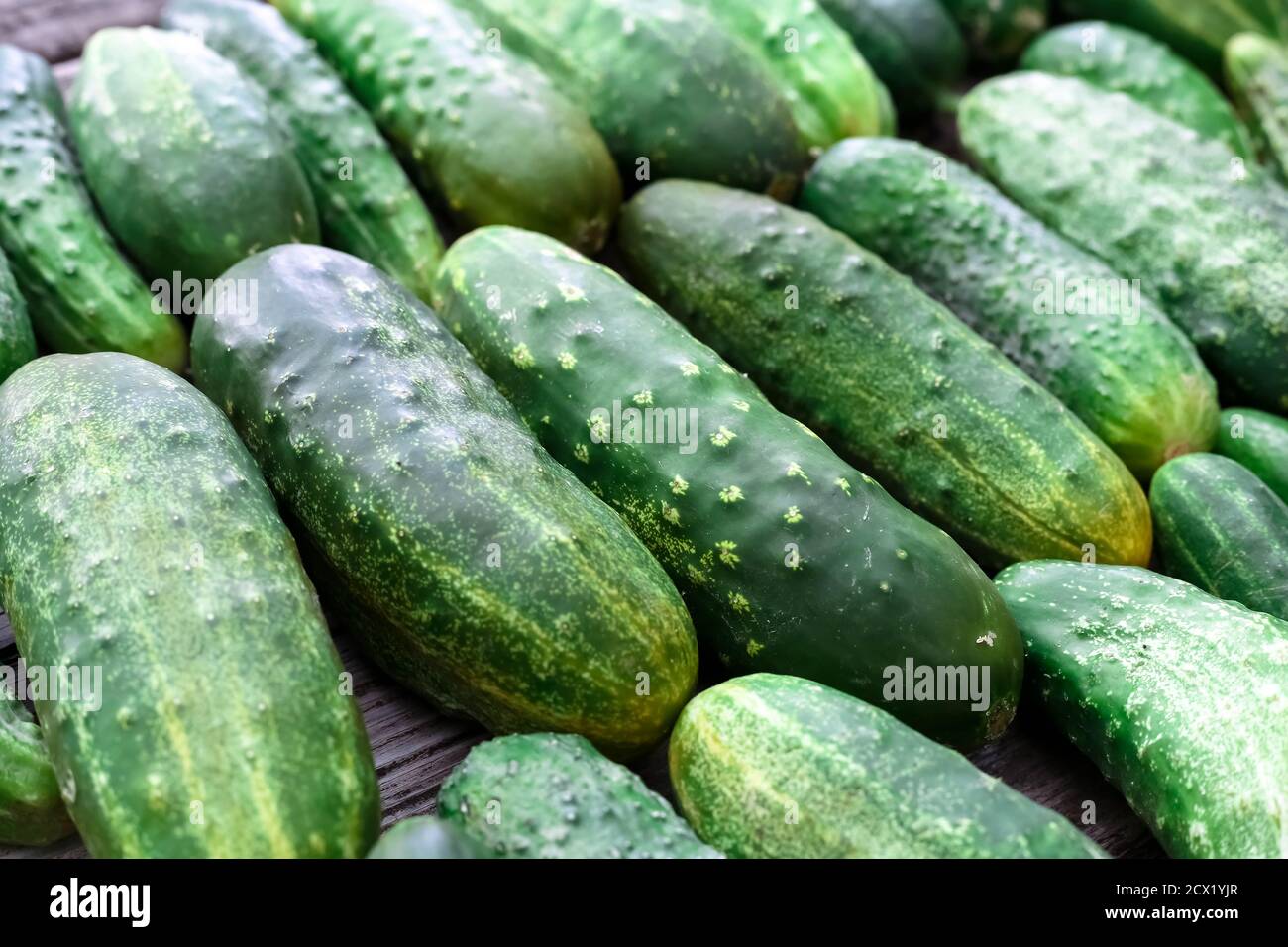 Farmer cucumbers farm greenhouse hi-res stock photography and images ...