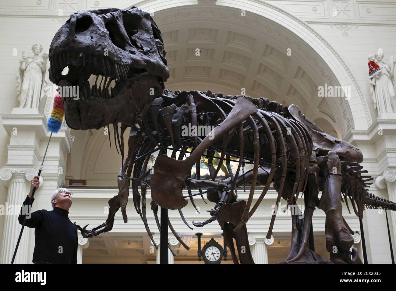 Tyrannosaurus Rex Feathers Fossil