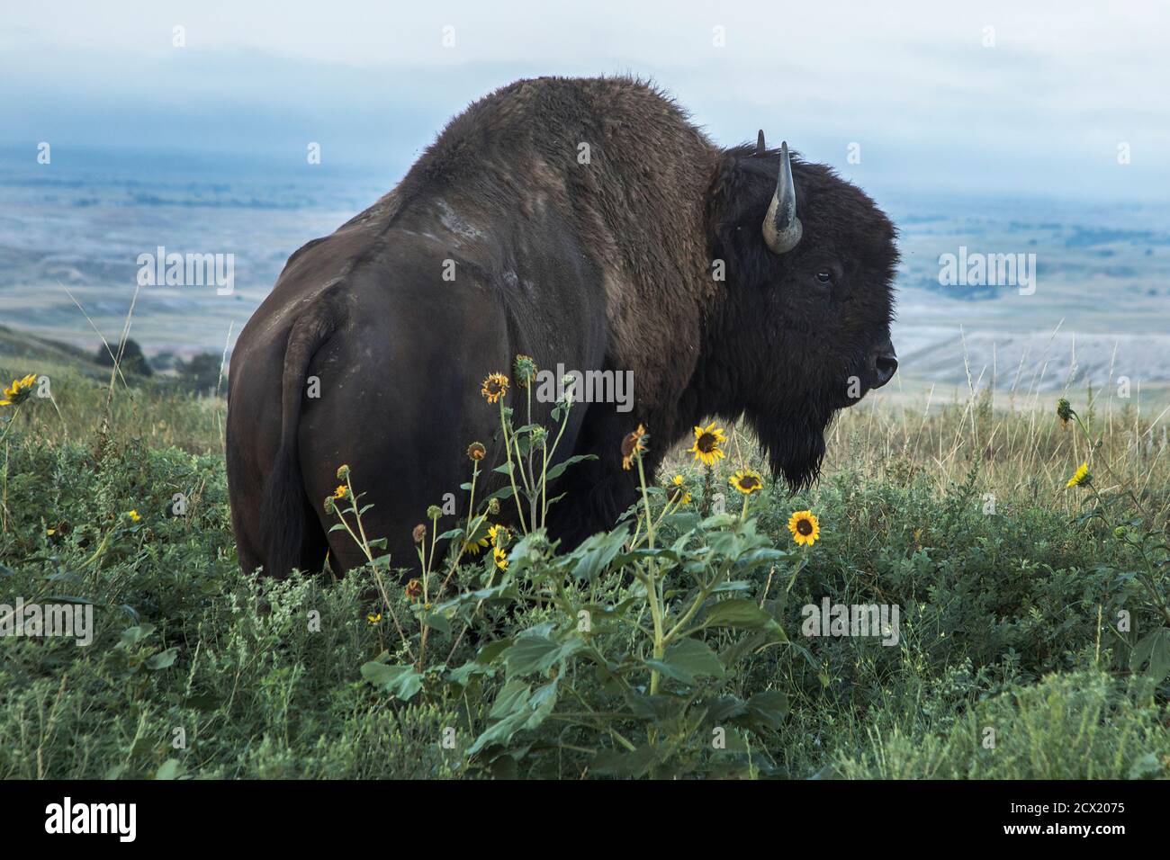 Bison in Badland National Park in Flowers Stock Photo - Alamy