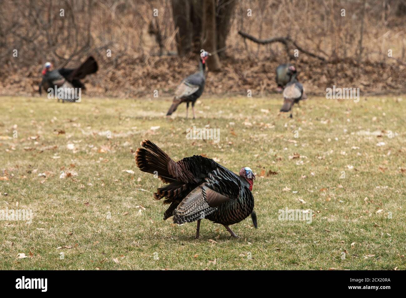 Jake strutting for a hen hi-res stock photography and images - Alamy