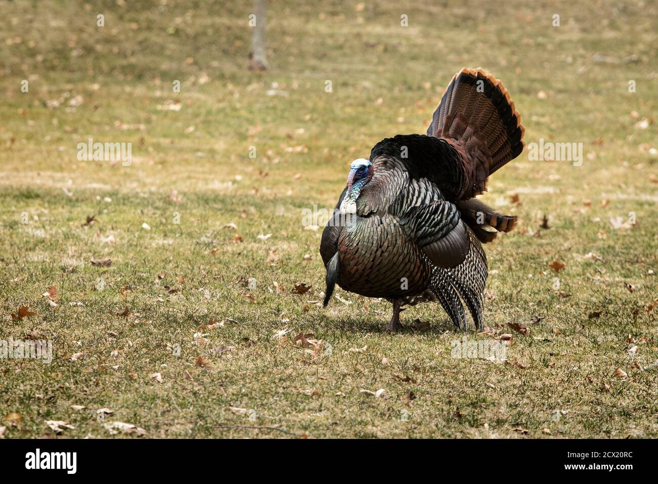 Jake strutting for a hen hi-res stock photography and images - Alamy