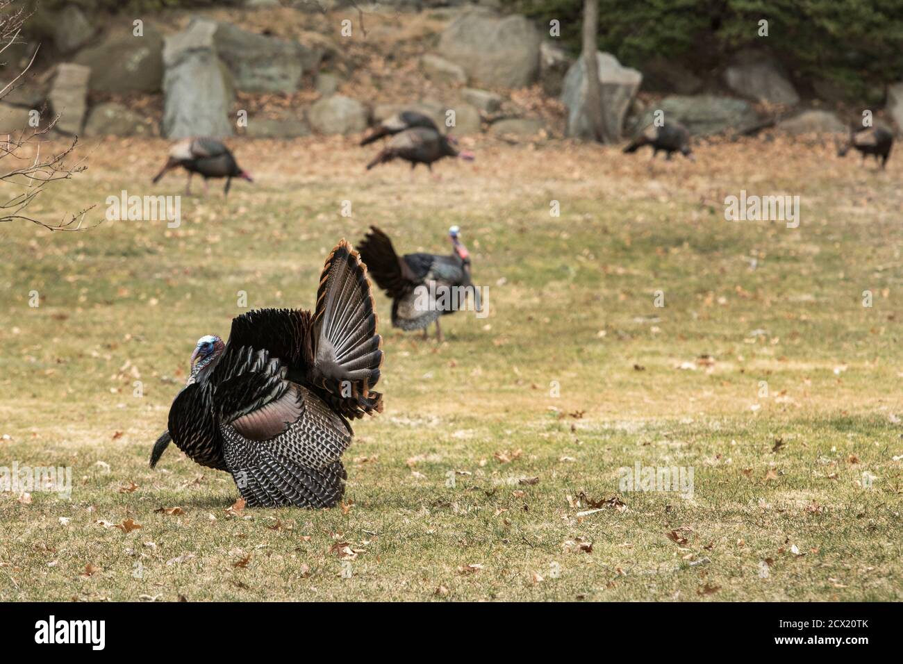 A tom struts his best hoping to get a hens attention in early spring ...