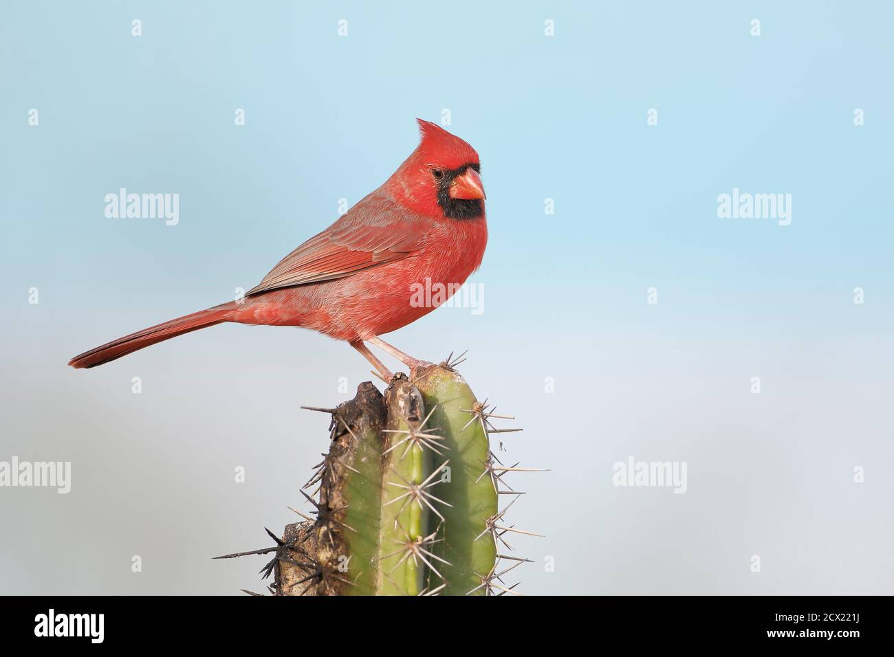 Northern Cardinal (Cardinalis cardinalis) male, South Texas, USA Stock ...