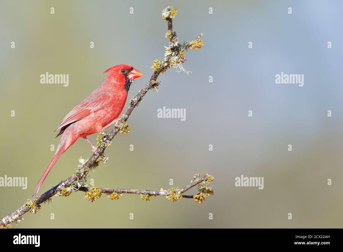 Northern Cardinal (Cardinalis cardinalis) male, South Texas, USA Stock ...