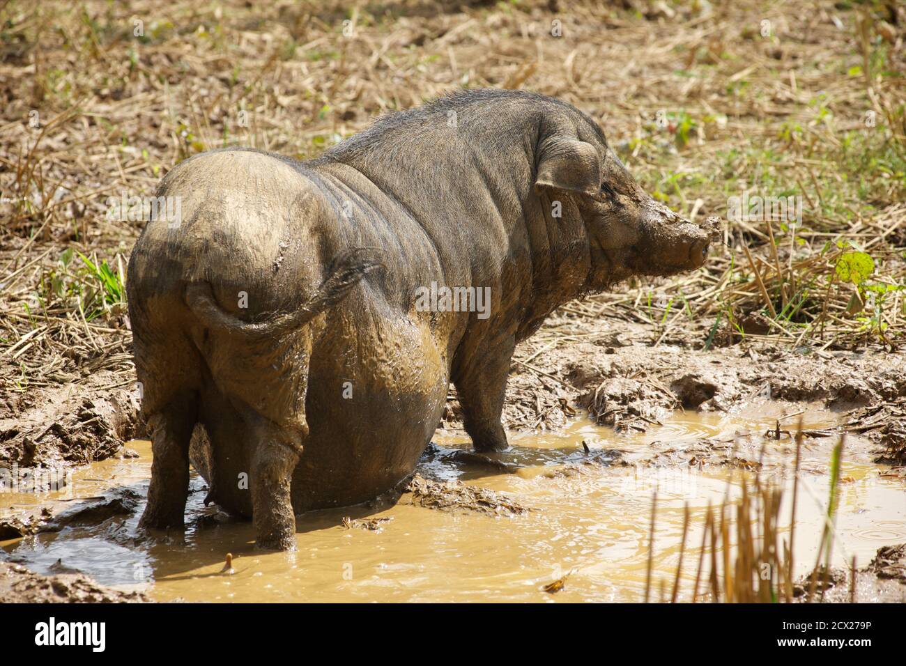Fat pig hi-res stock photography and images - Alamy