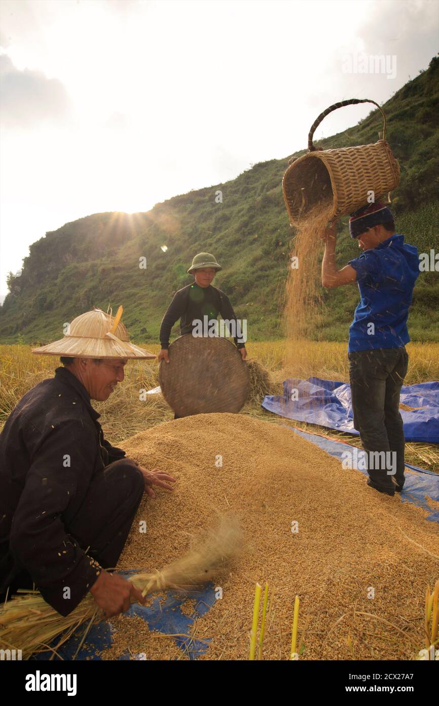 Vietnamese men winnowing rice in the fields near Bac Ha, Vietnam Stock ...