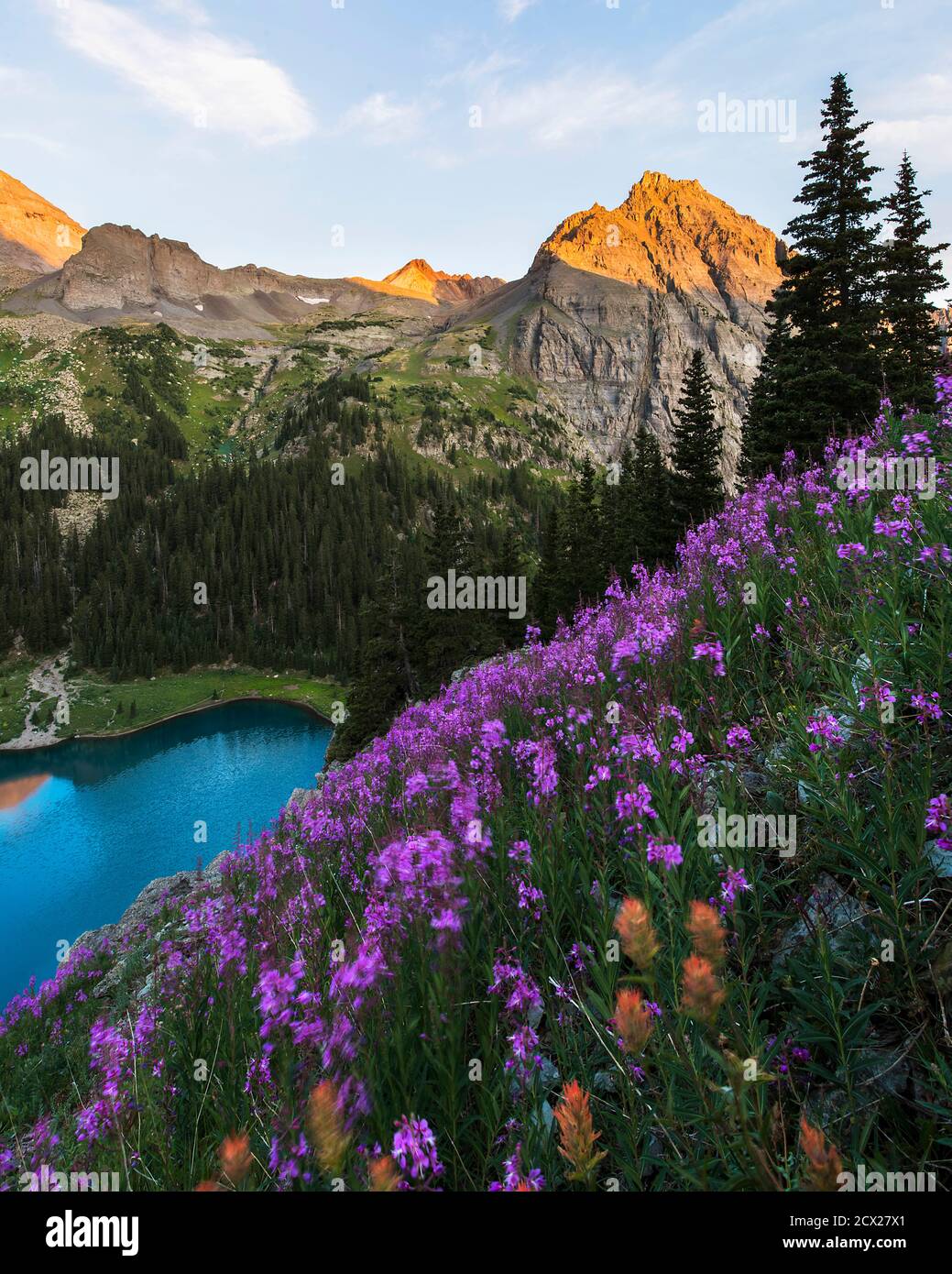 Purple wildflowers growing on mountain Stock Photo - Alamy