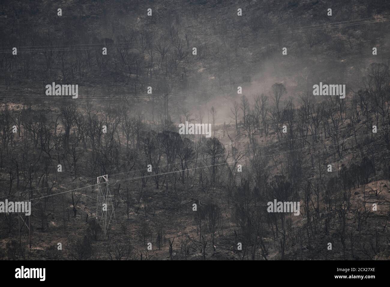 Smoke emitting from wildfire in forest Stock Photo - Alamy