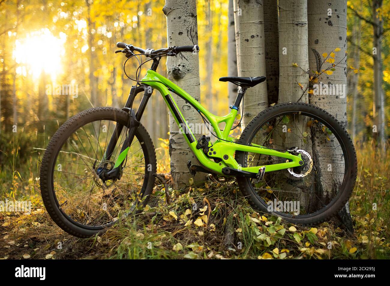 Mountain bike against trees in forest Stock Photo - Alamy