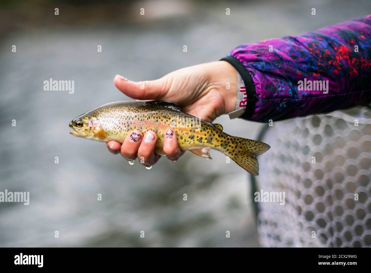 Woman Catching Fish High Resolution Stock Photography and Images - Alamy