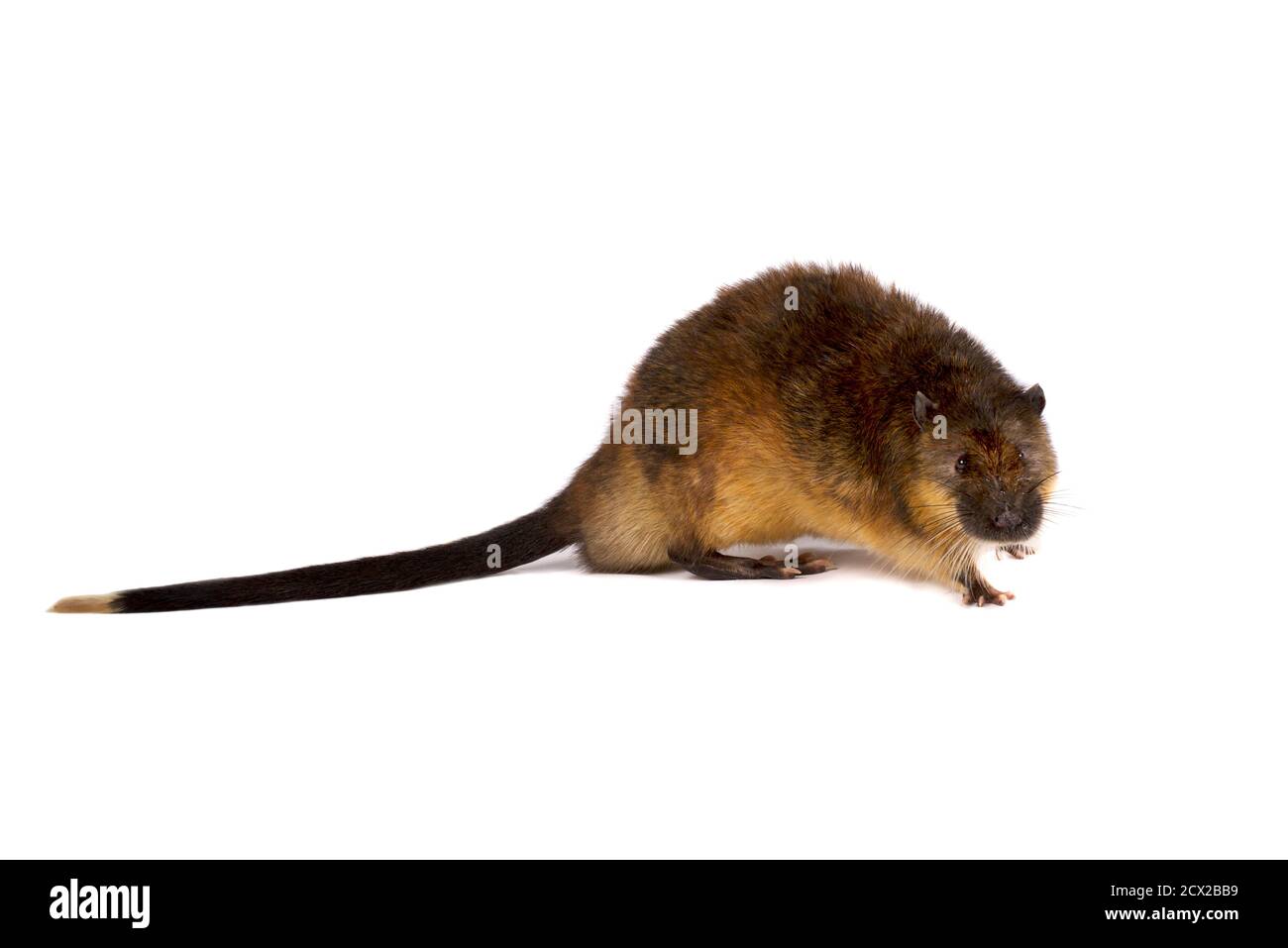 Rakali Cut Out Stock Images & Pictures - Alamy