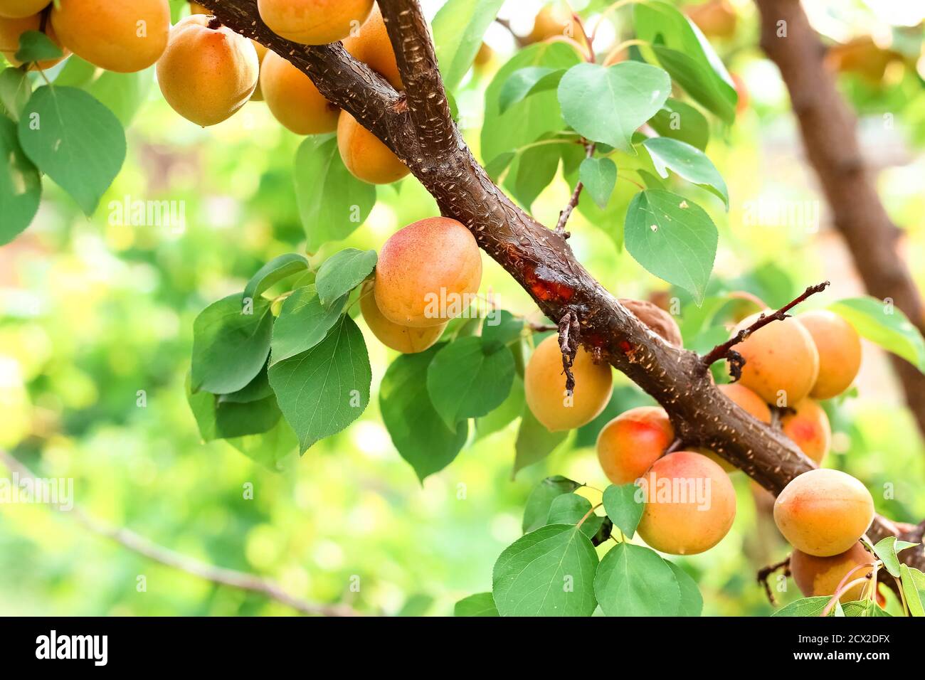 Branch of an apricot tree with ripe fruits in the garden Stock Photo ...