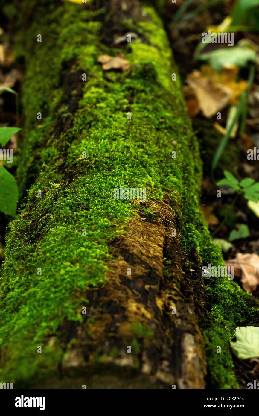 evergreen moss close up view on old broken tree in the autumn forest ...
