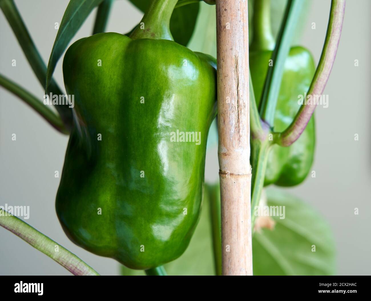 Green peppers growing on an indoor plant Stock Photo - Alamy