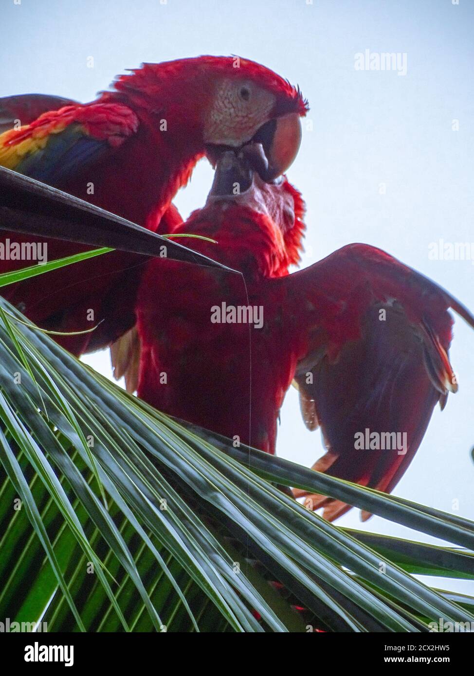 Scarlet macaws in almond trees Stock Photo - Alamy