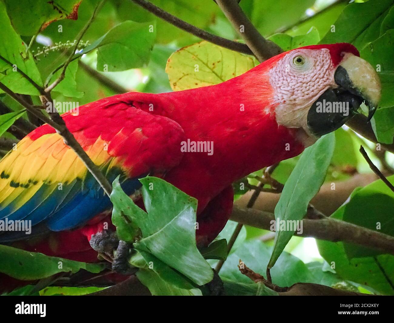 Scarlet Macaw Birds High Resolution Stock Photography and Images - Alamy