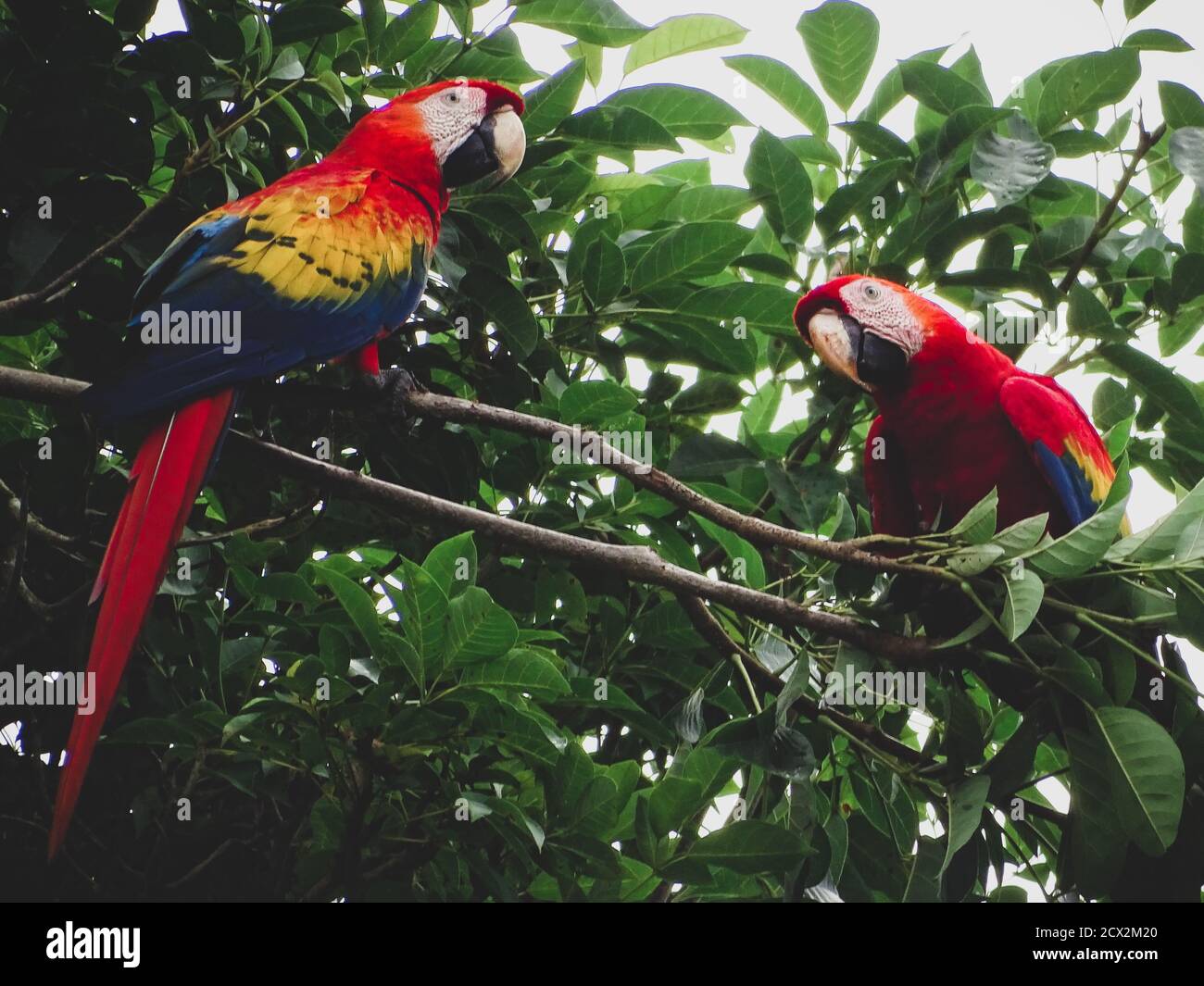 Scarlet macaws in almond trees Stock Photo - Alamy