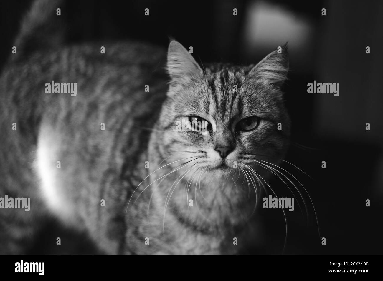 Monochrome photography of grey striped cat looks into the camera. Front ...