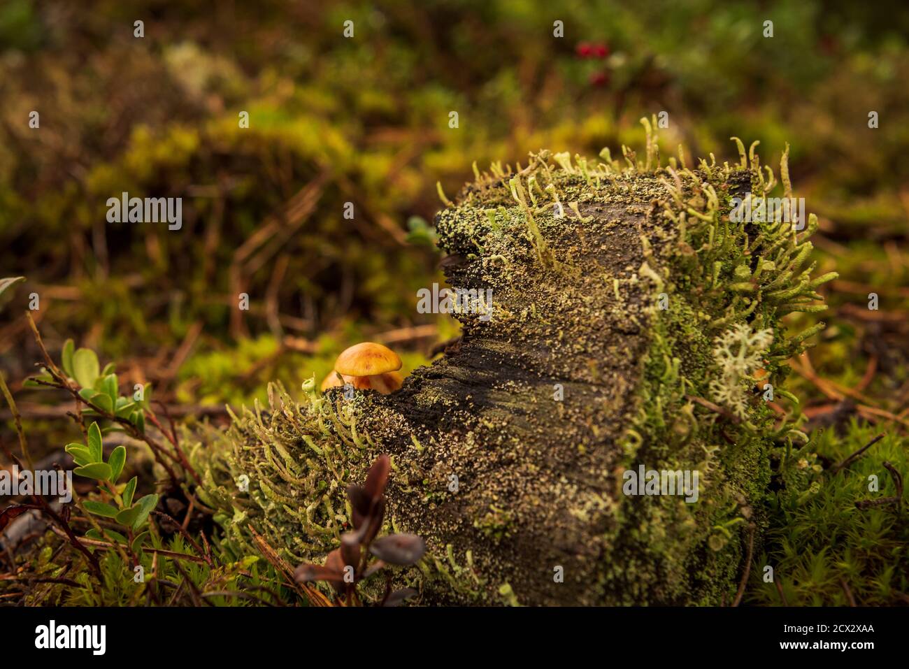 in the forest an old stump and small mushrooms are hidden behind a ...