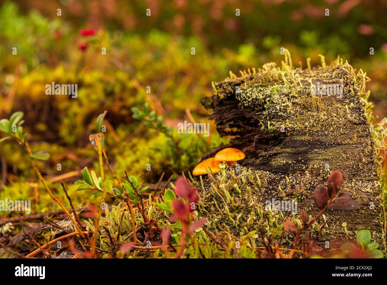 in the forest an old stump and small mushrooms are hidden behind a ...