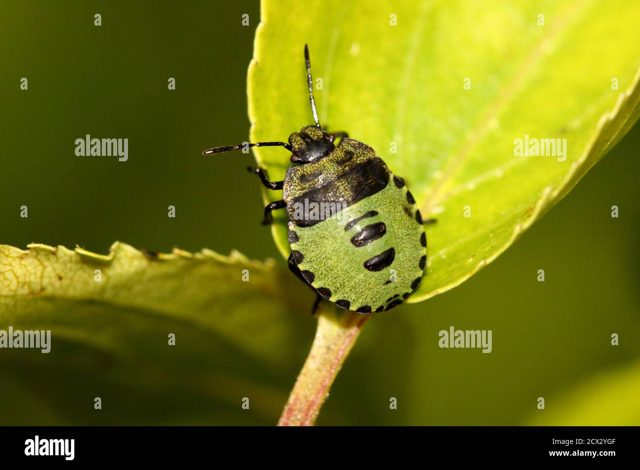 Nymph insects hi-res stock photography and images - Alamy