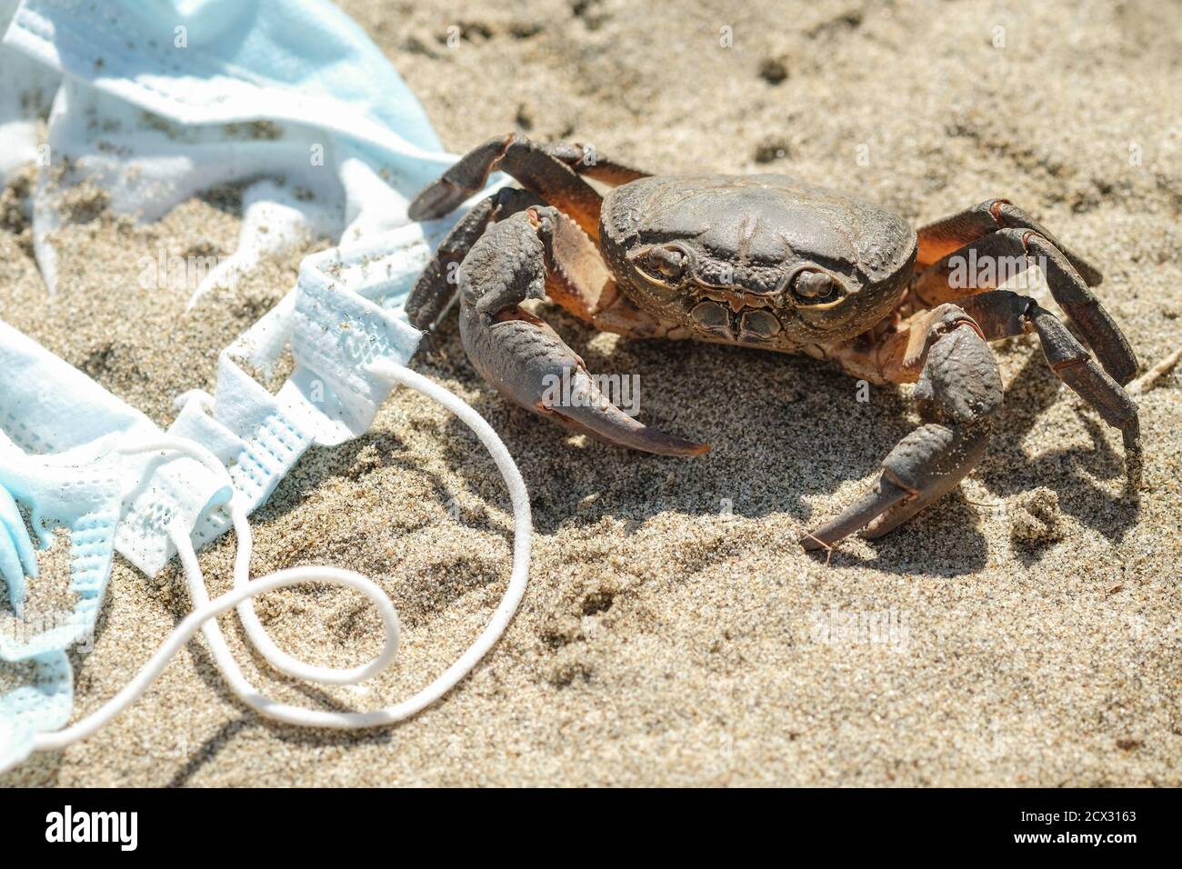 Crabs Disease