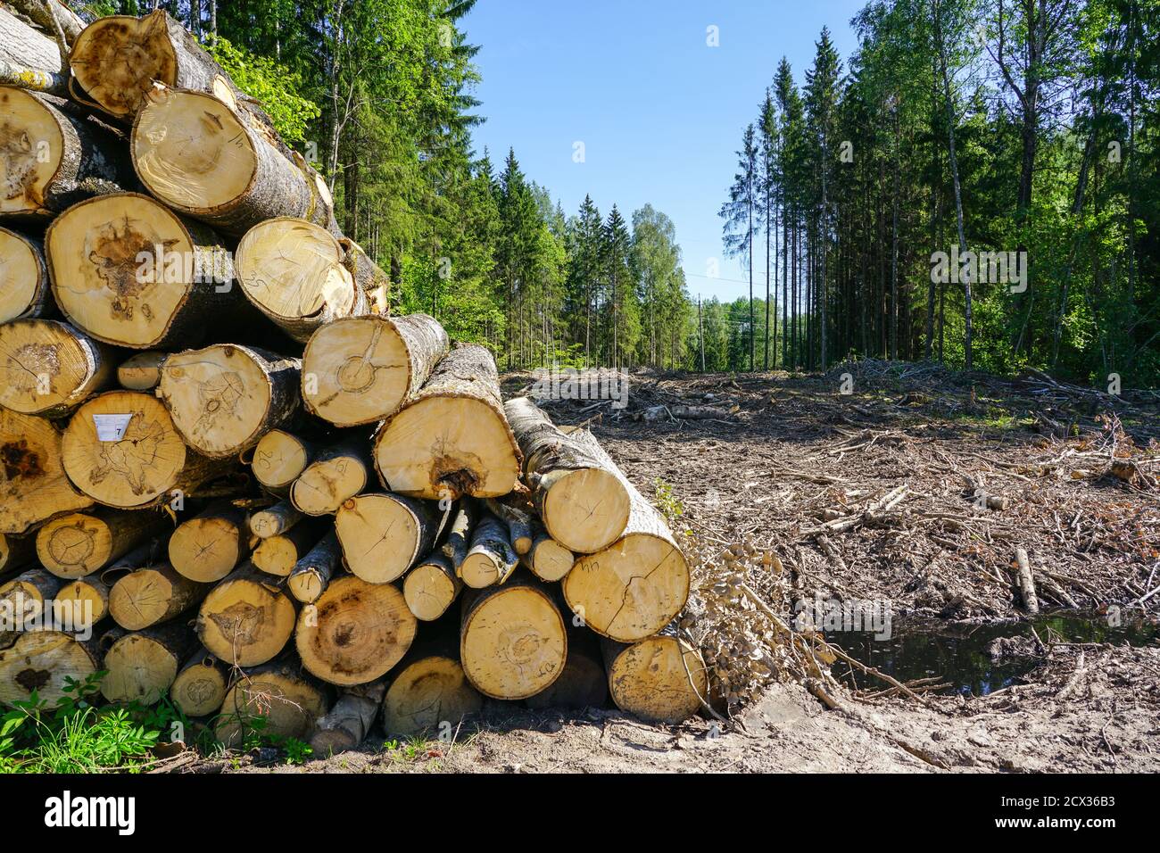 deforestation area, stack of cutted trees ready for transportation on ...