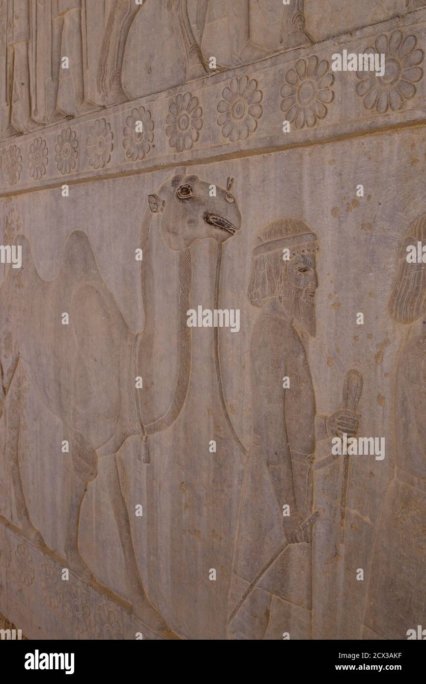 Apadana palace ruins and bas reliefs, Persepolis, Iran. Bactrian camel ...