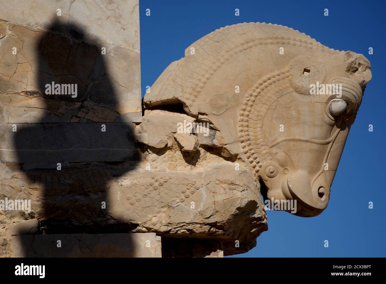 Bull Capital From Persepolis